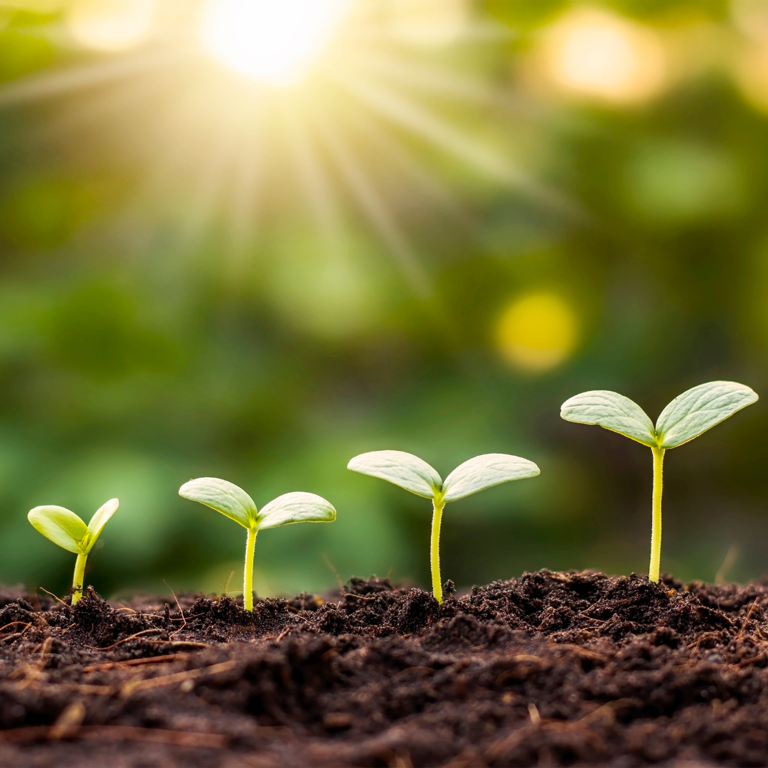 Scatter Seeds | GEMS On The GO